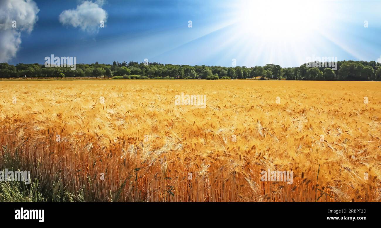 Beautiful golden yellow grain cereal agricultural field, glaring bright ...