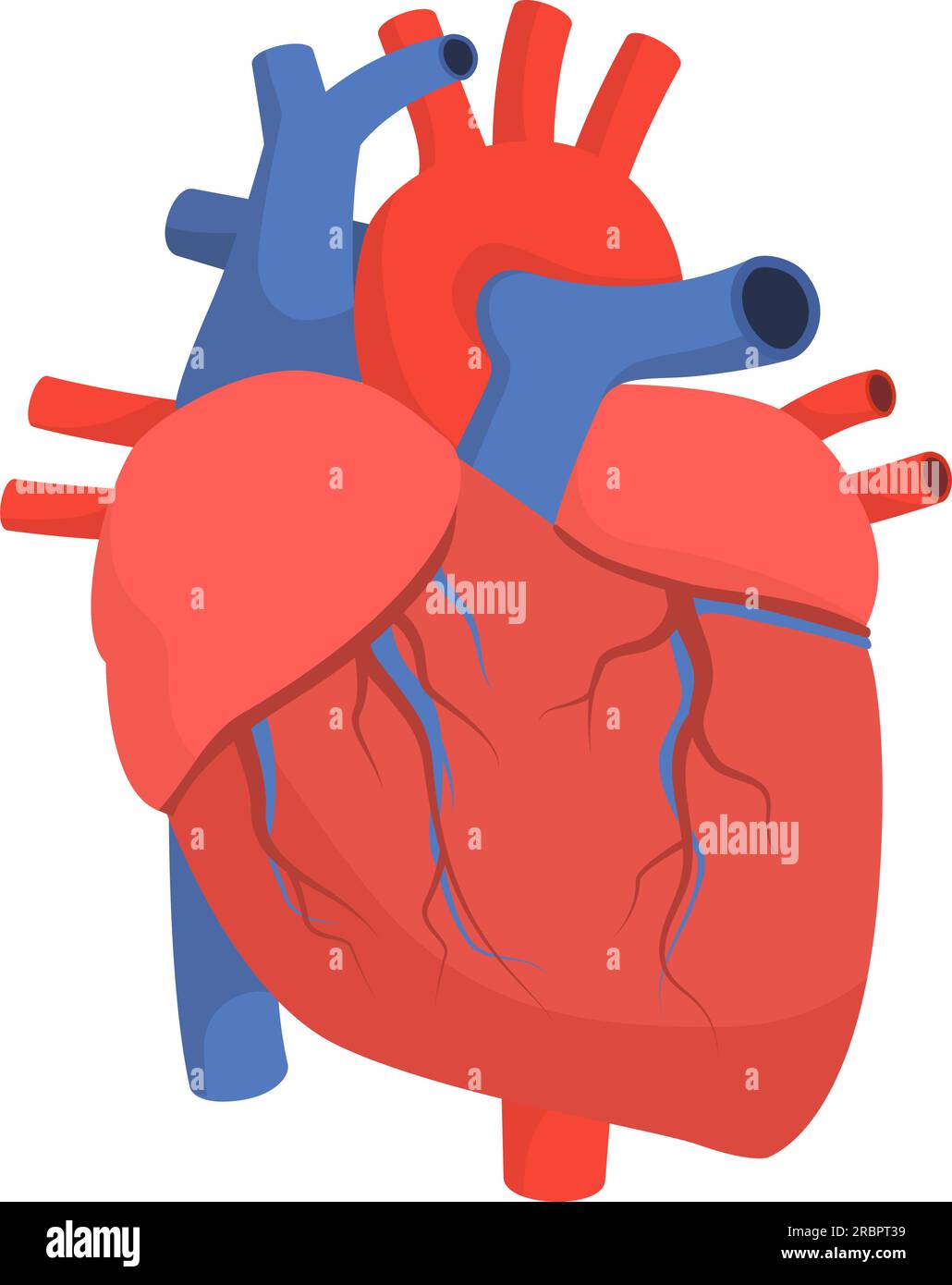 Anatomy of a healthy human heart, cardiology and medicine concept Stock ...