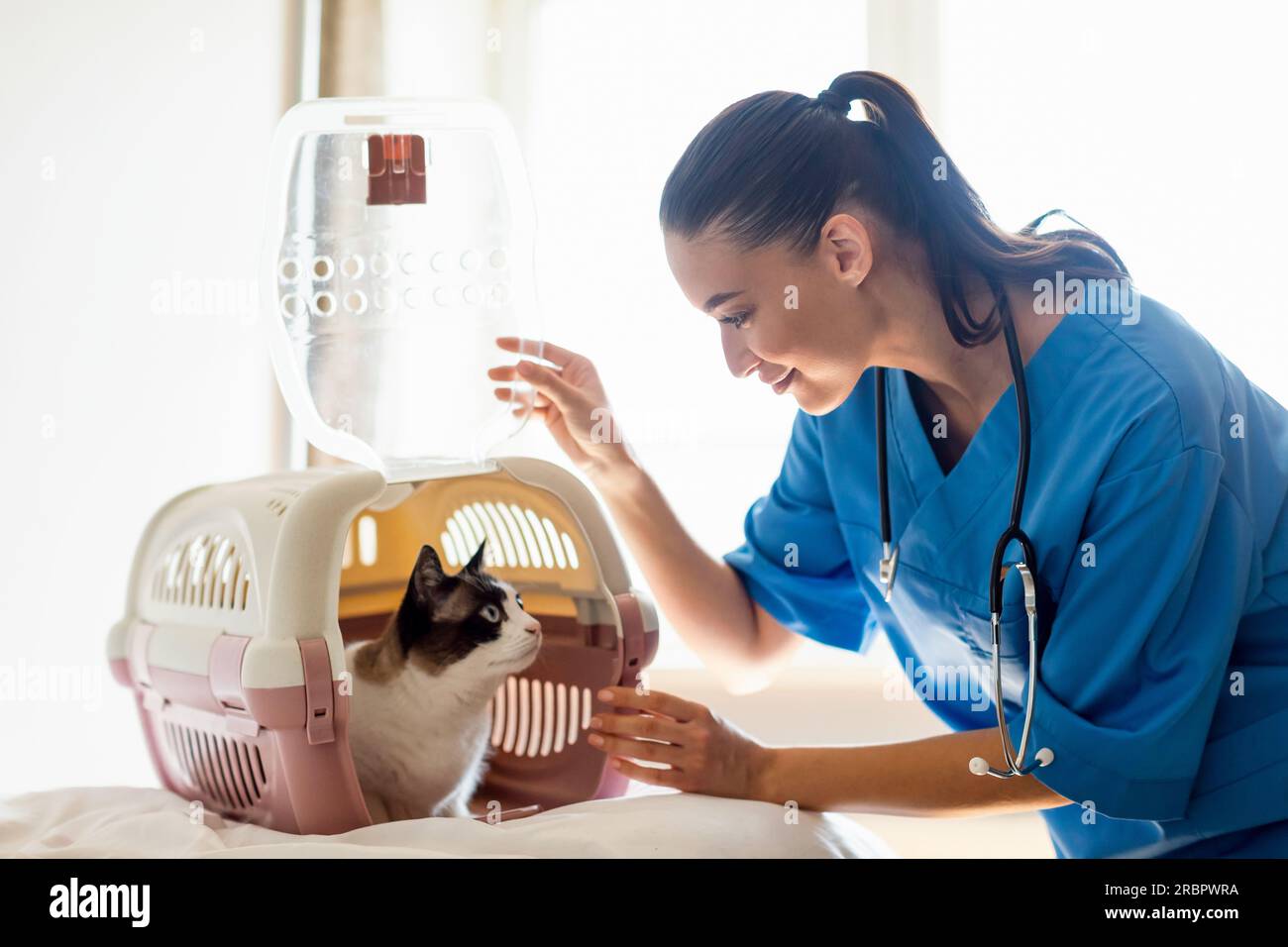 Veterinarian Woman Opening Carrier Smiling To Cat In Vet Clinic Stock ...