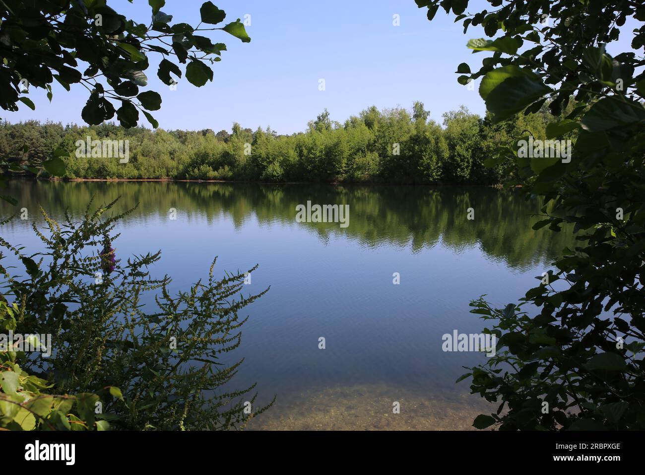 Beautiful calm lake and forest in typical dutch landscape - Maasduinen ...