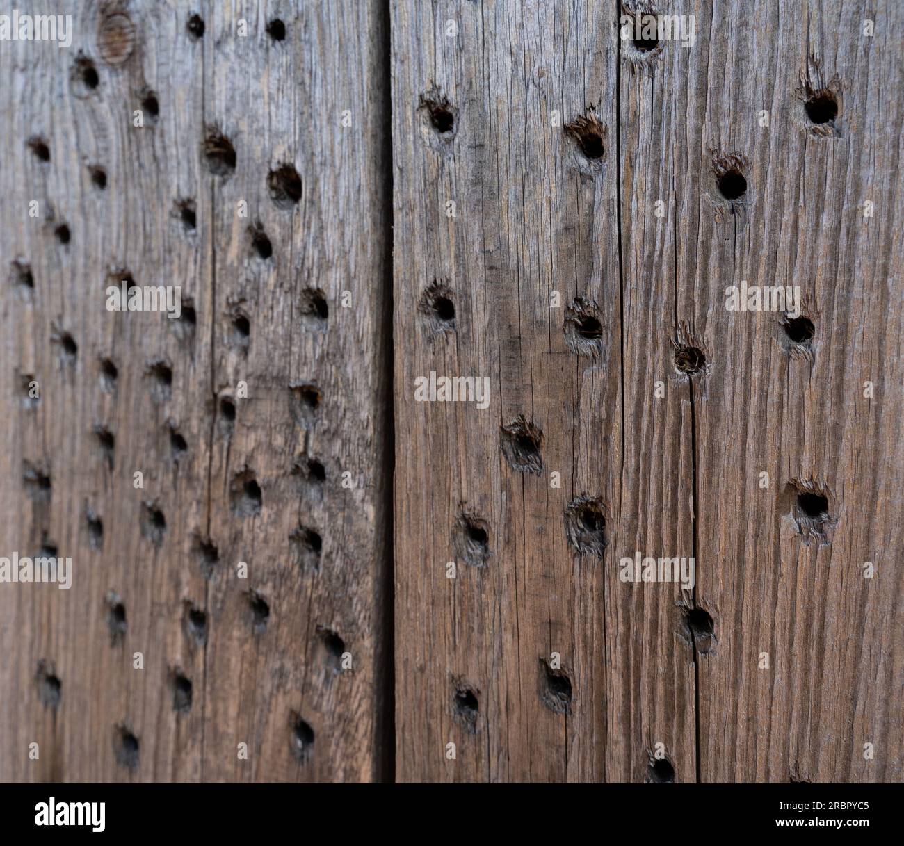 Preservation of insects hi-res stock photography and images - Alamy