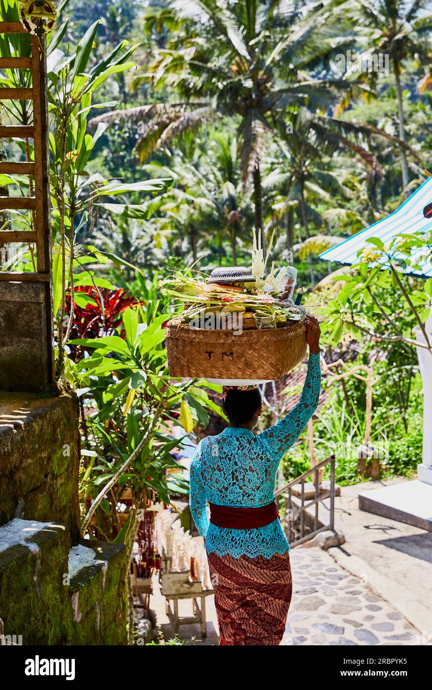 A Balinese woman in traditional dress carries offerings to a prayer ...