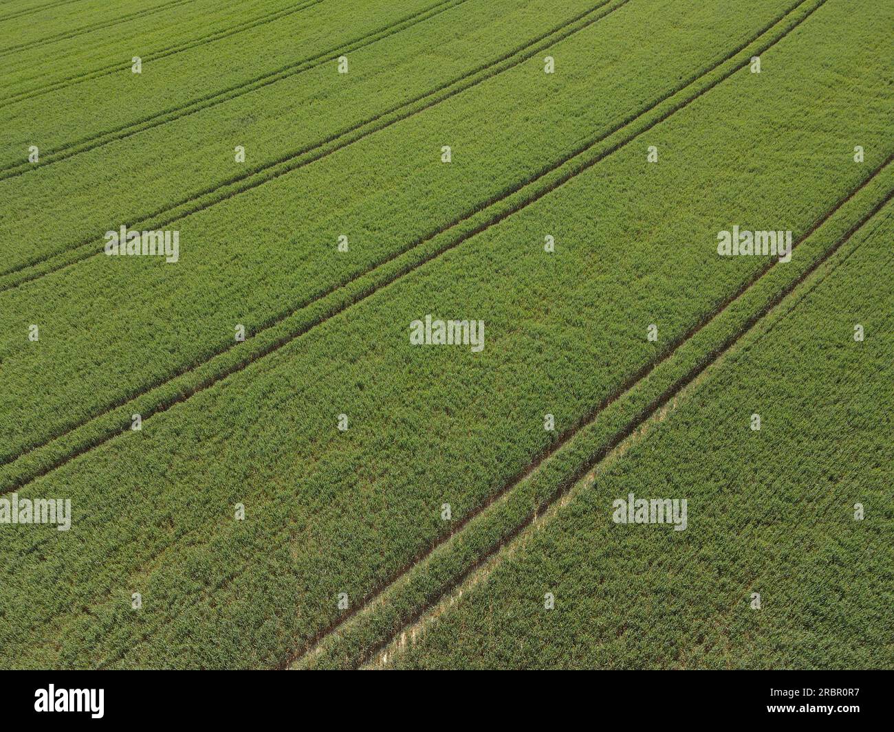 Green growing crop field with lanes from above Stock Photo - Alamy