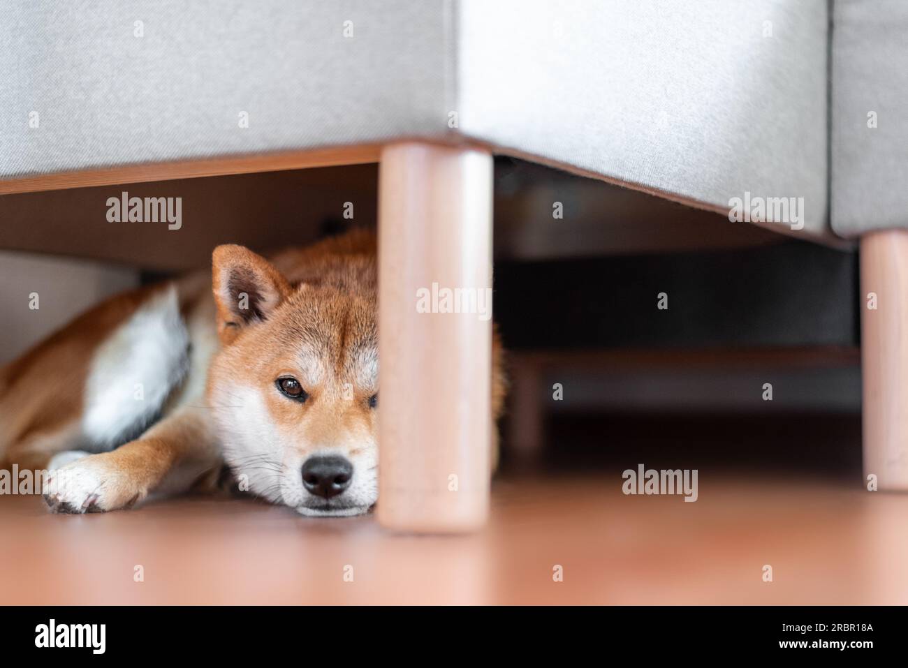 Dog hiding under sofa hi-res stock photography and images - Alamy