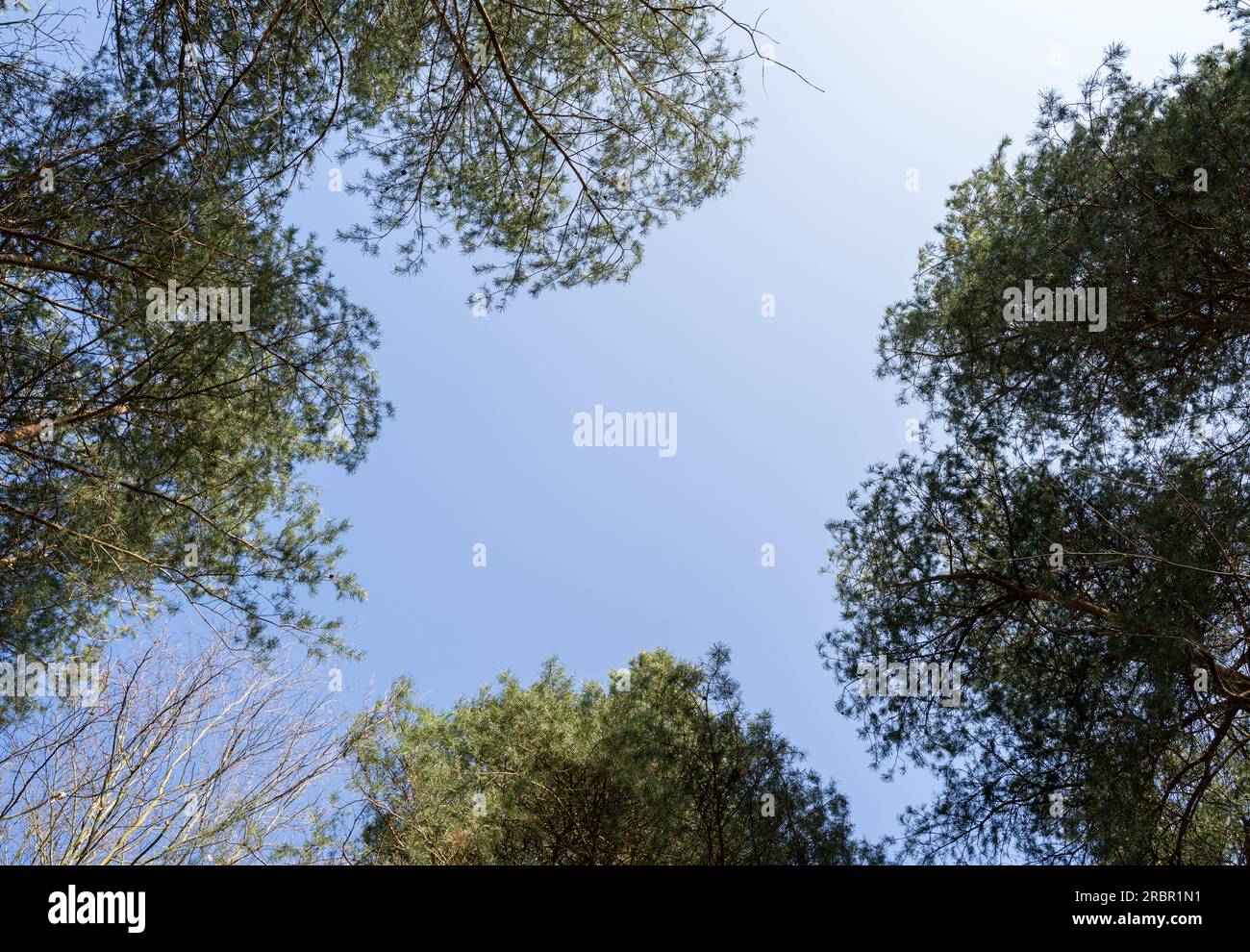 Looking up of conifer trees in the blue sunny sky Stock Photo - Alamy