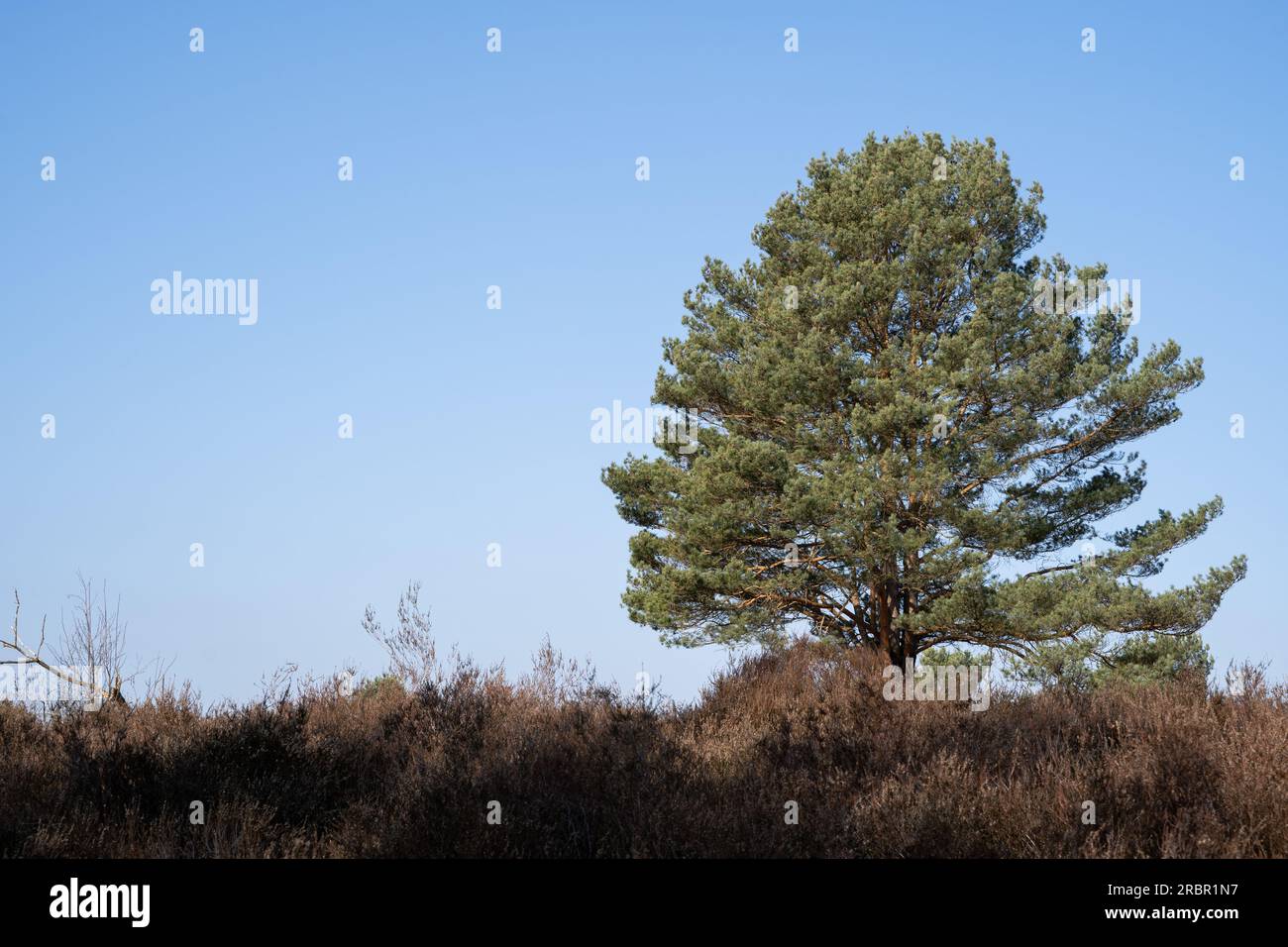 Blue green conifer hi-res stock photography and images - Alamy