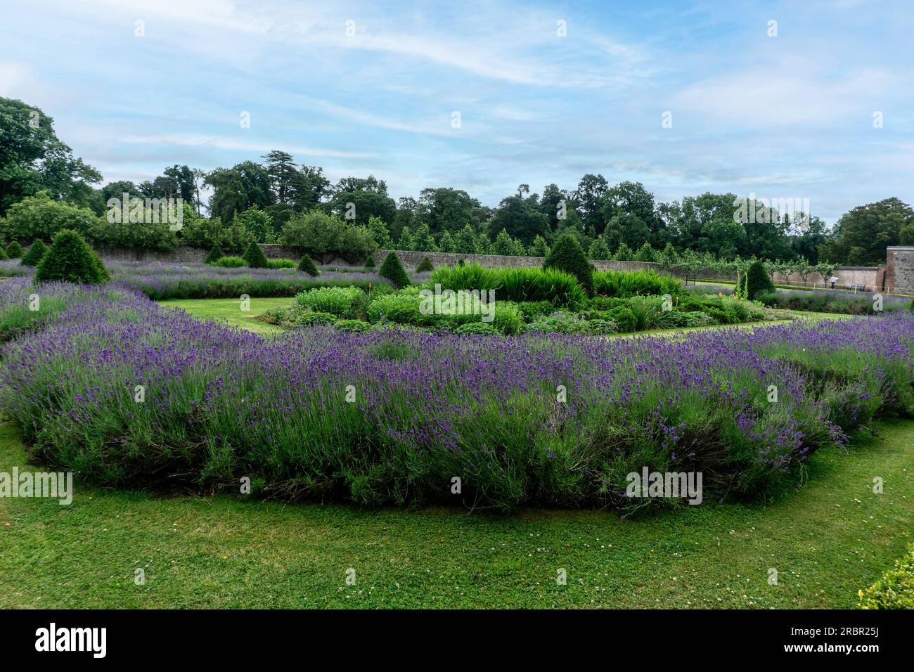 The lavender flower display in the walled garden in Oldbridge House ...