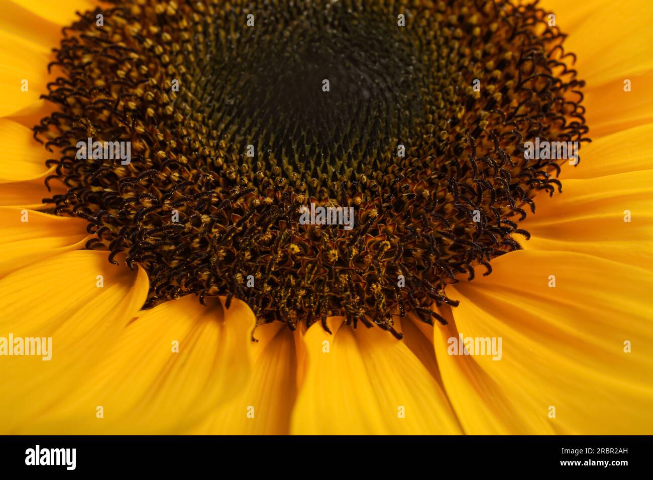 Texture of beautiful sunflower as background Stock Photo - Alamy