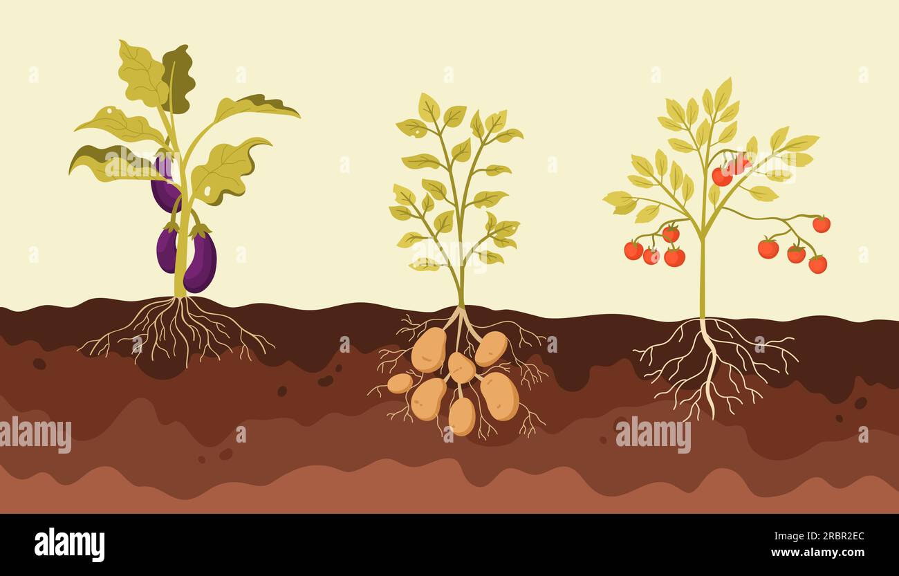 Nightshade vegetables grow in soil of garden or farm field vector ...