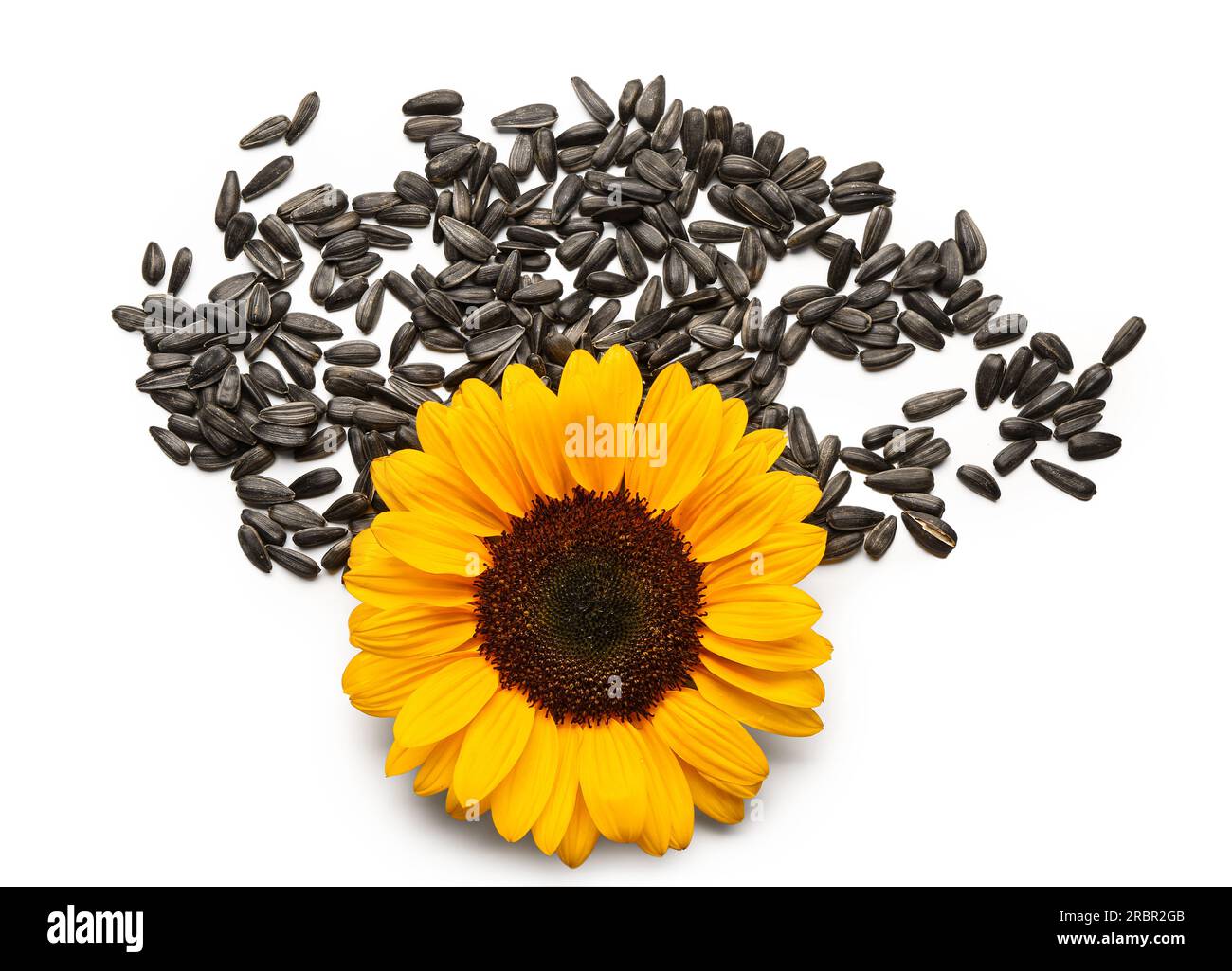 Sunflower with heap of seeds isolated on white background Stock Photo ...