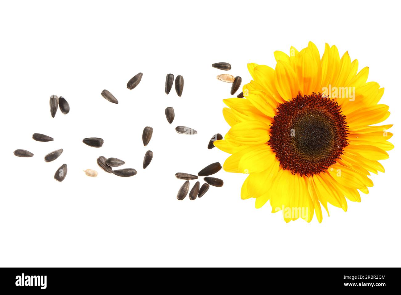 Flying sunflower with seeds on white background Stock Photo - Alamy