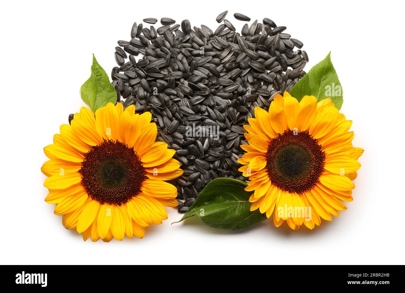 Sunflowers with heap of seeds isolated on white background Stock Photo ...