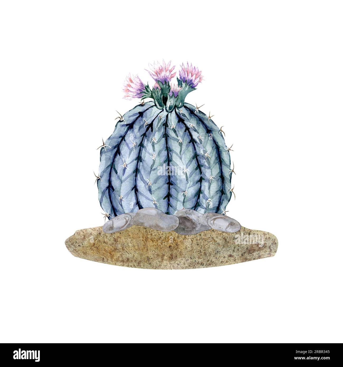 Composition of sand and stones. Blooming cactus. Home plant. Florarium ...