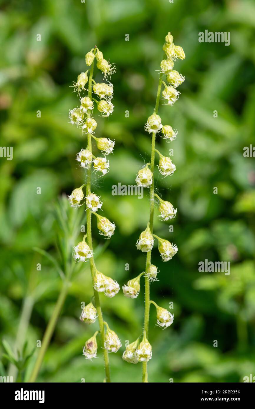 Close up of bigflower tellima (tellima grandiflora) flowers in bloom ...
