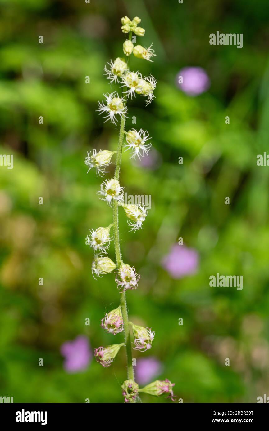 Close up of bigflower tellima (tellima grandiflora) flowers in bloom ...