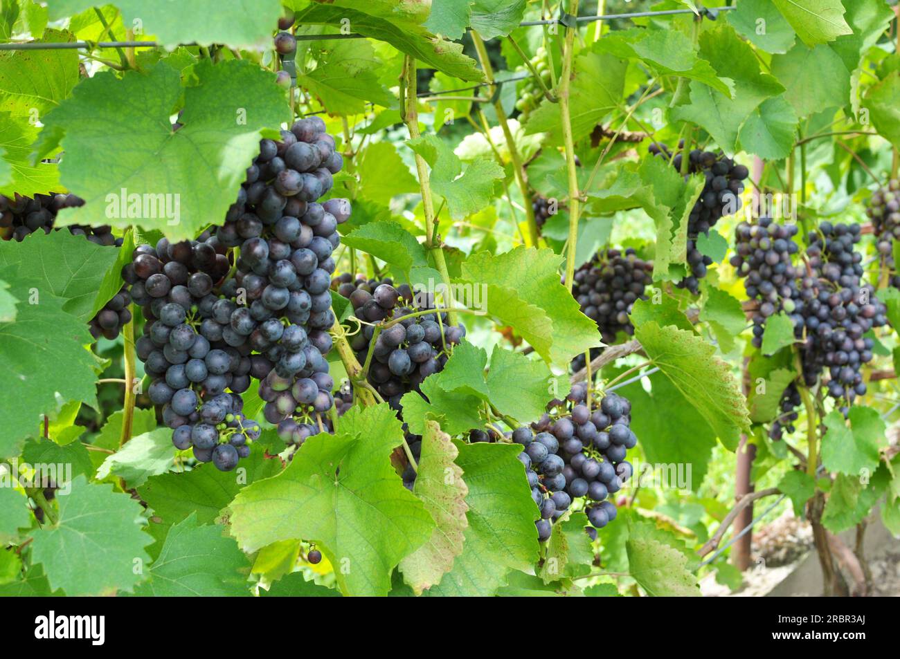 A bunch of grapes ripen on the branch of the bush Stock Photo - Alamy