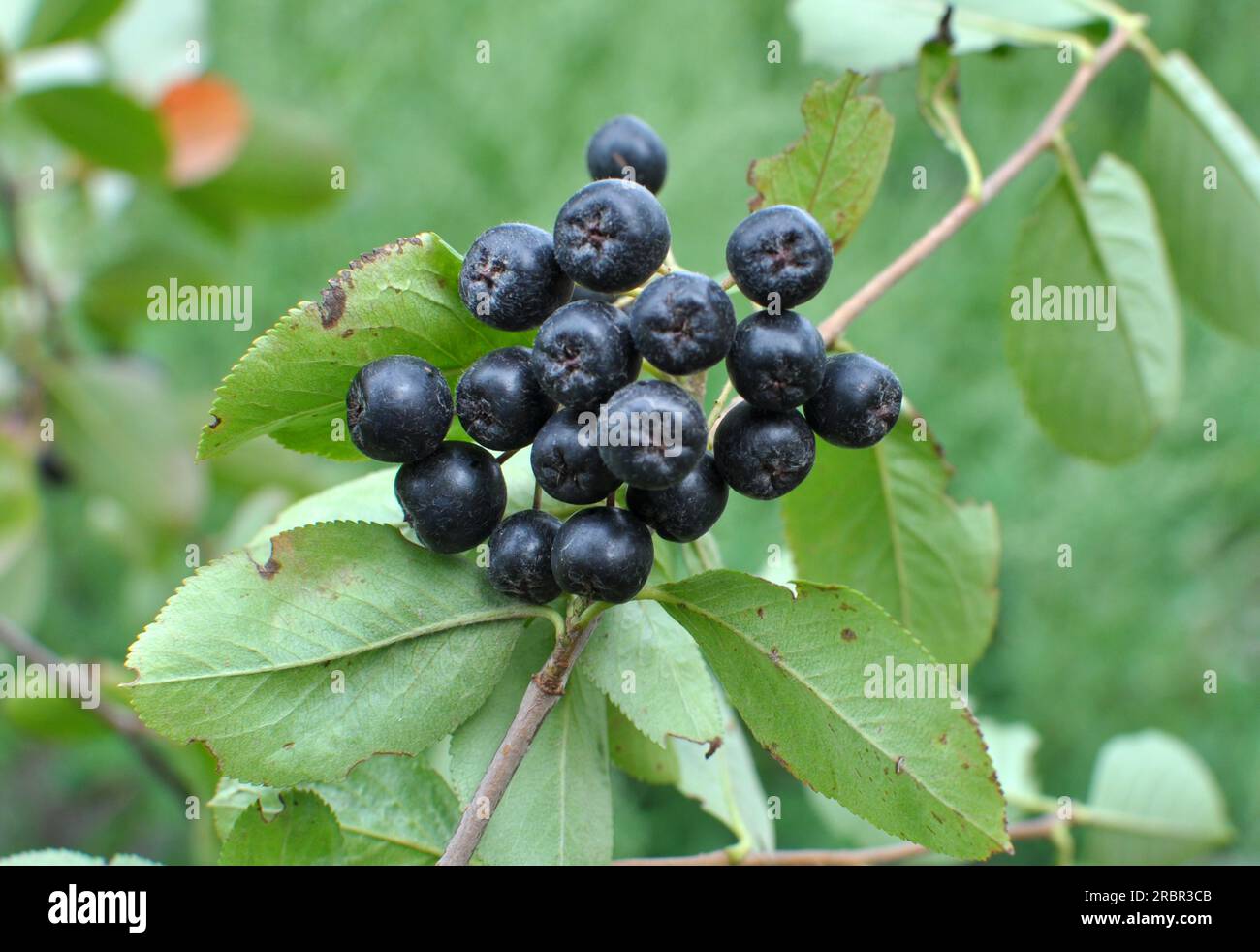 Aronia melanocarpa autumn tree hi-res stock photography and images - Alamy