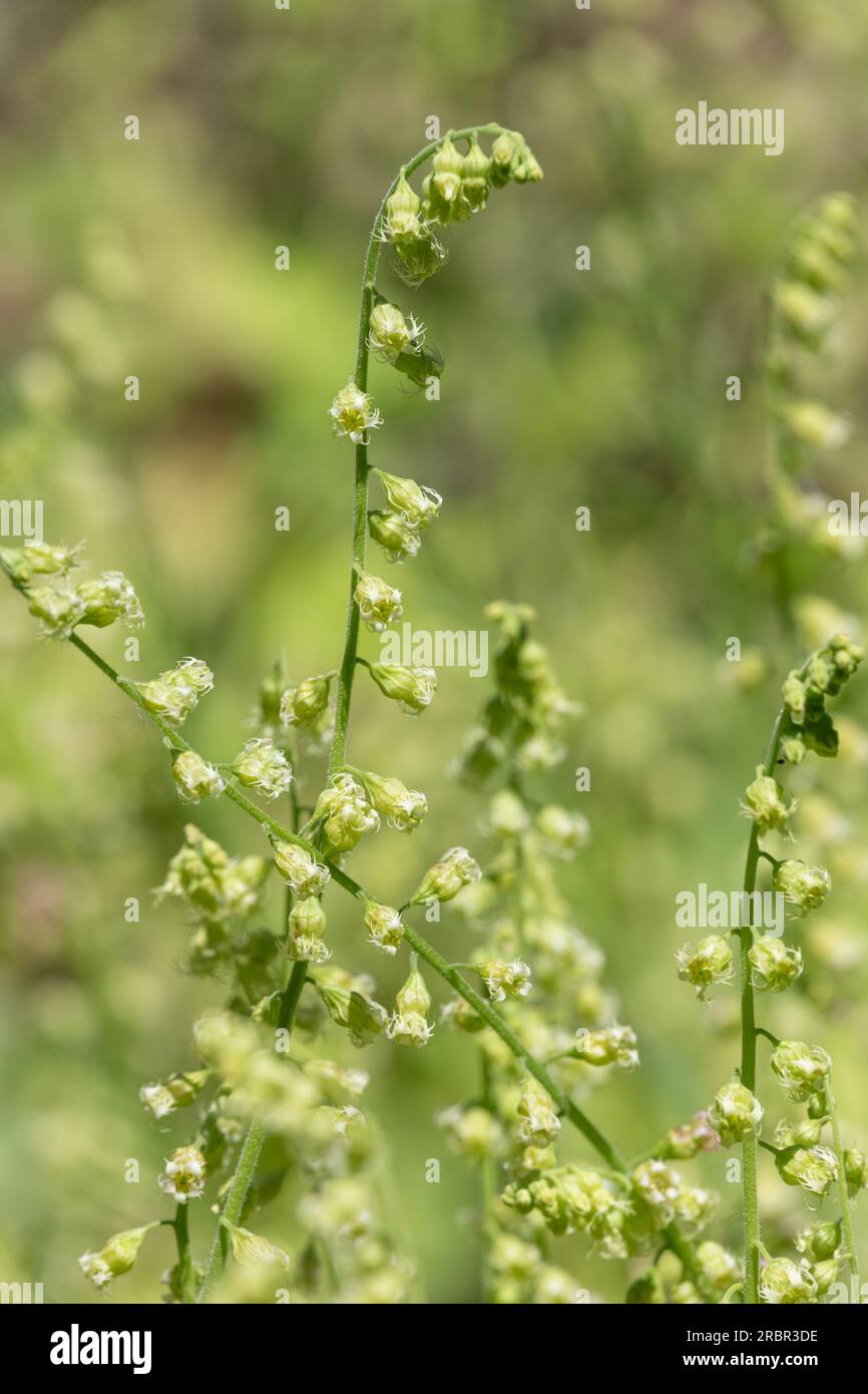 Close up of bigflower tellima (tellima grandiflora) flowers in bloom ...