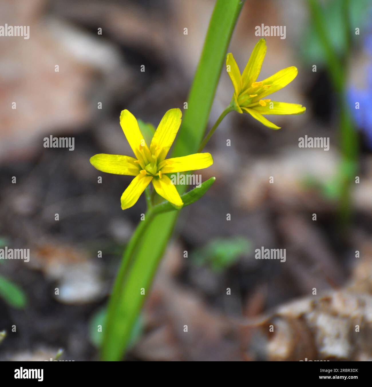 Early spring plant Gagea lutea blooms in the wild in the woods Stock ...