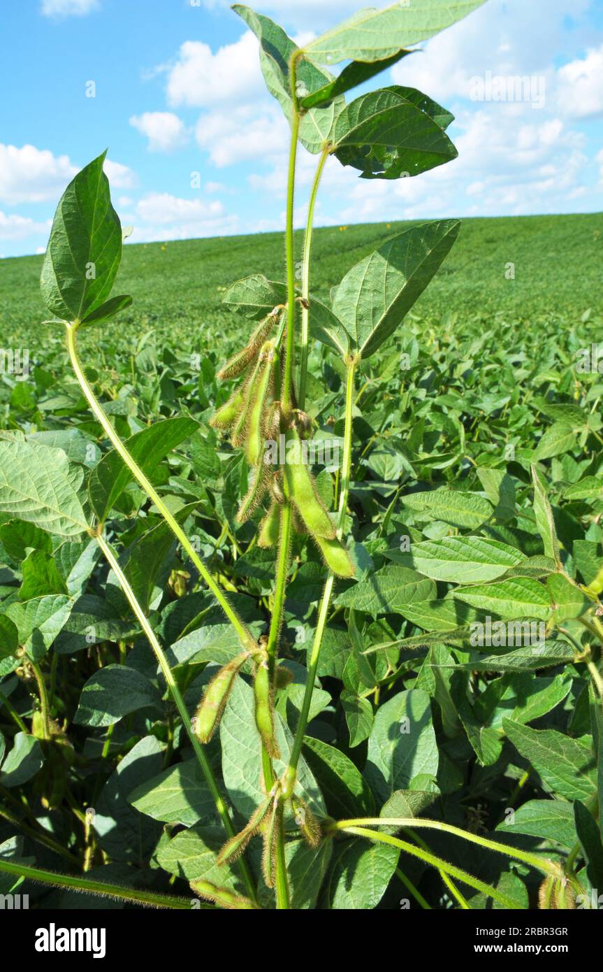 In summer, soybeans grow on the farm field Stock Photo - Alamy