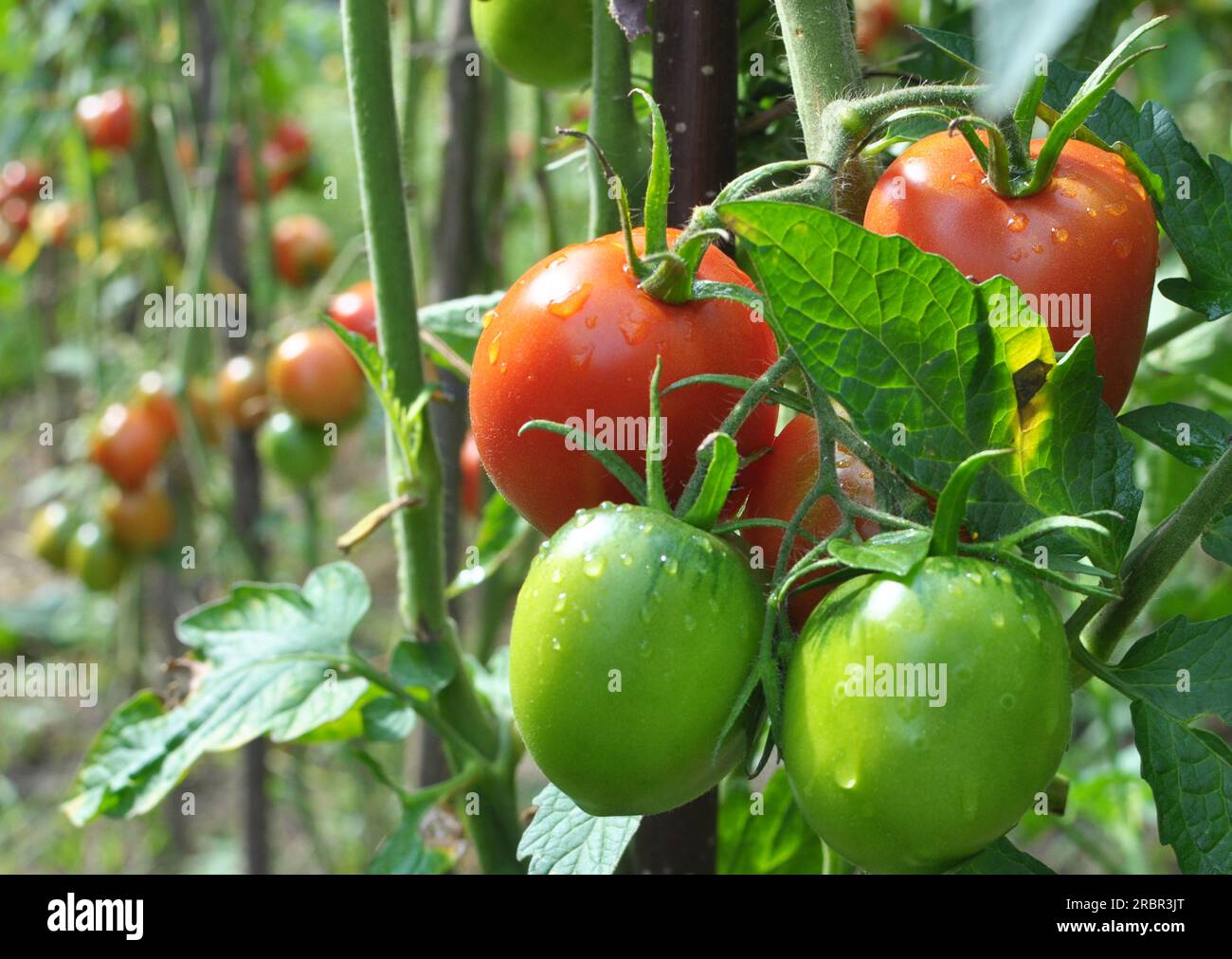 Soil for tomatoes hi-res stock photography and images - Alamy