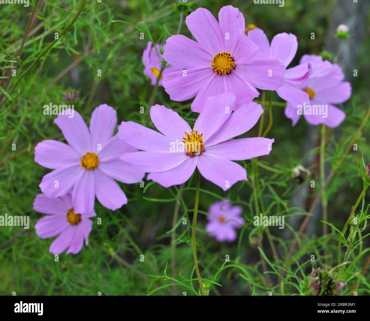 Cosmos flower with landscape hi-res stock photography and images - Alamy
