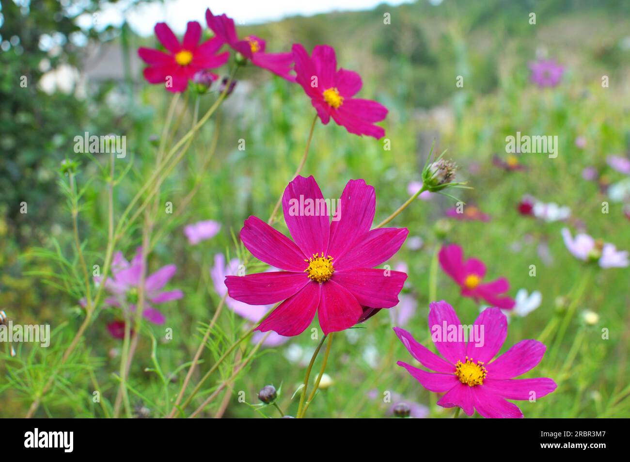 Decorative Cosmos flowers bloom in nature in the flower garden Stock ...