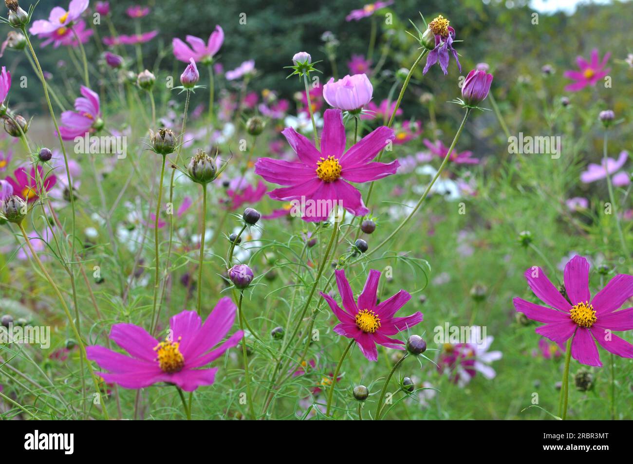 Decorative Cosmos flowers bloom in nature in the flower garden Stock ...