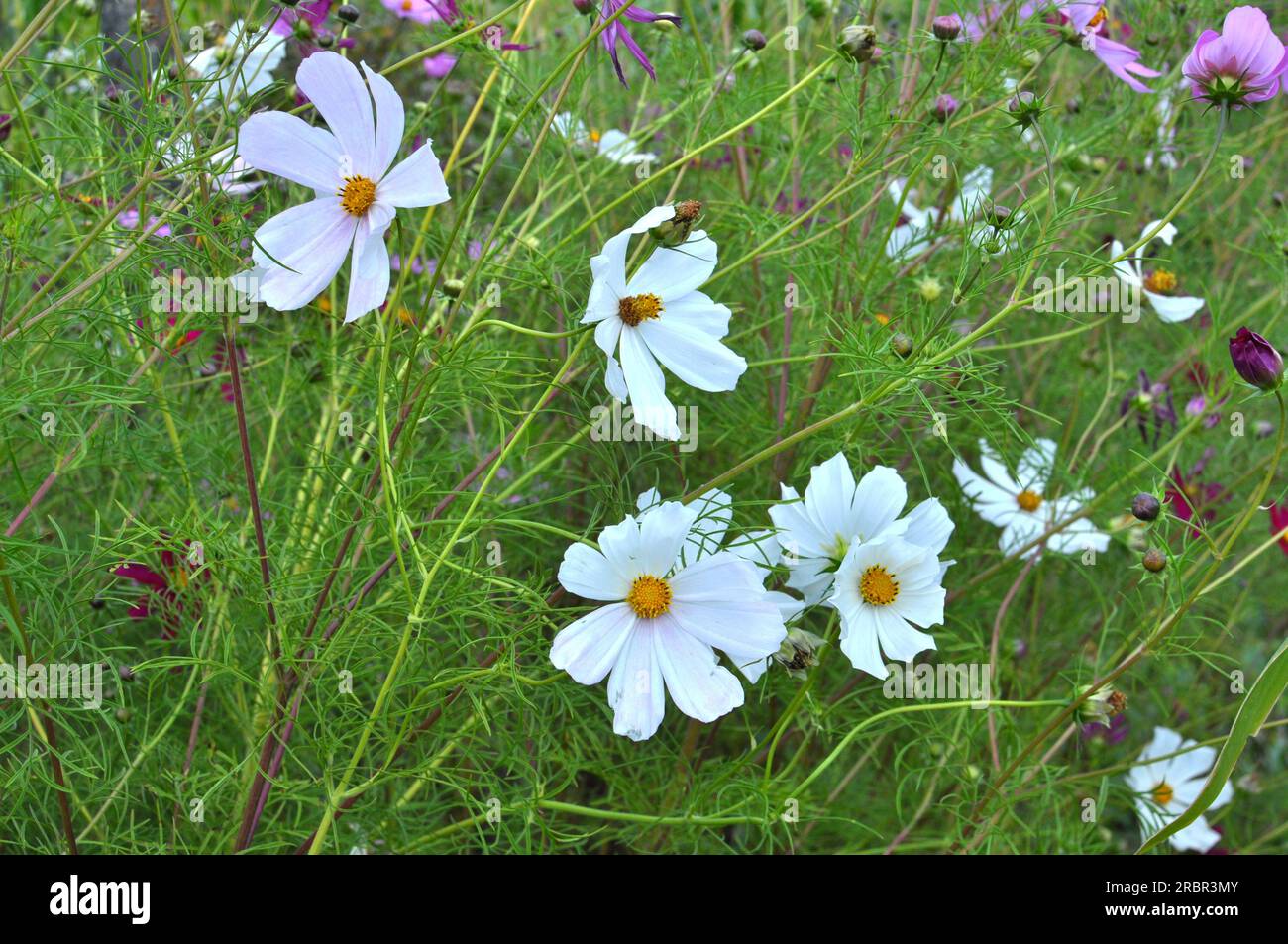 Decorative Cosmos flowers bloom in nature in the flower garden Stock ...