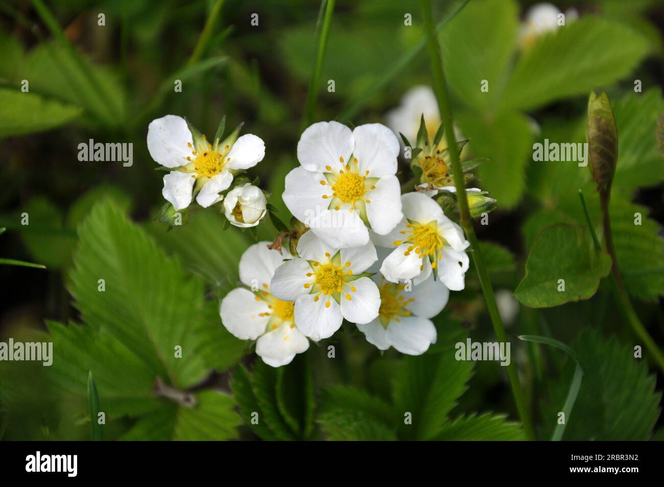 In spring, wild strawberries bloom in nature Stock Photo - Alamy