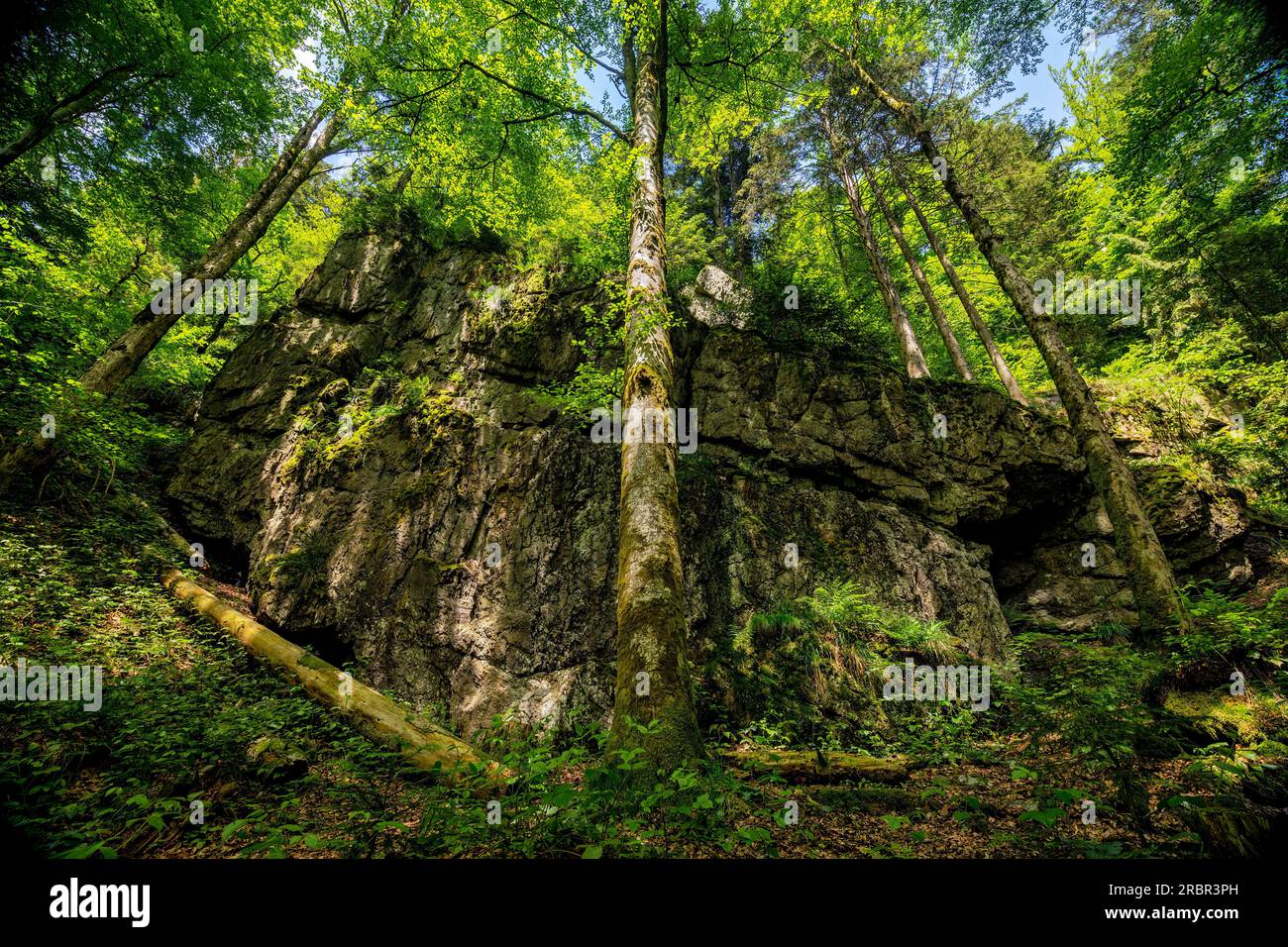 Spring at the Buchberger Leite, Bavarian Forest, Lower Bavaria, Bavaria ...