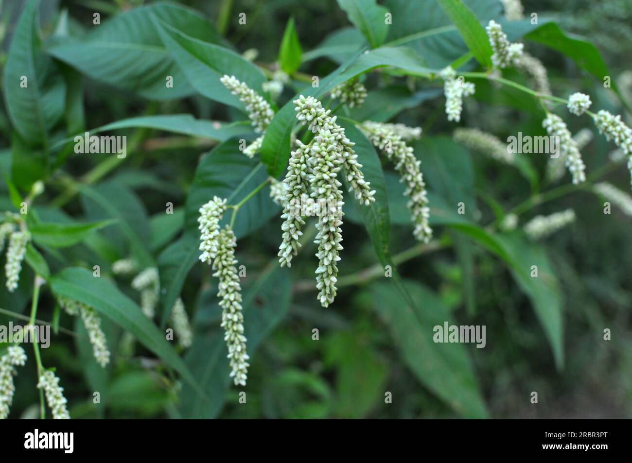 Weed Persicaria lapathifolia grows in a field among agricultural crops ...