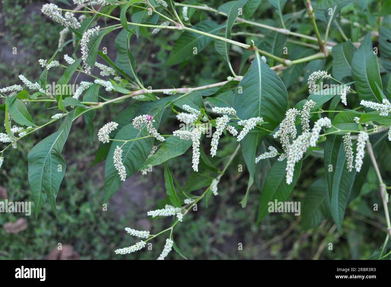 Persicaria lapathifolia hi-res stock photography and images - Alamy