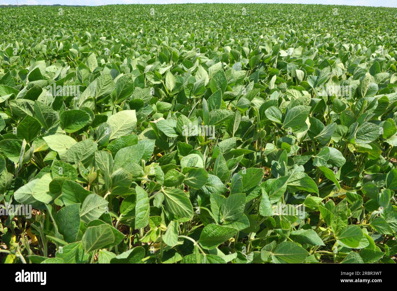 In the middle of the summer on a farm field growing soybeans Stock ...