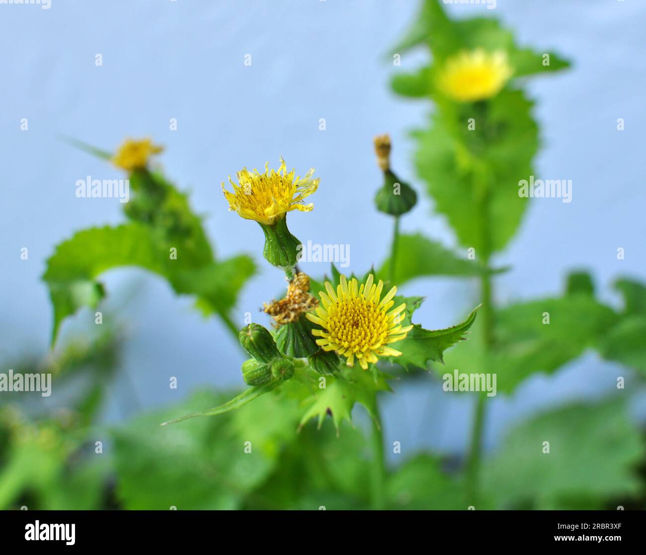 Asper grass hi-res stock photography and images - Alamy