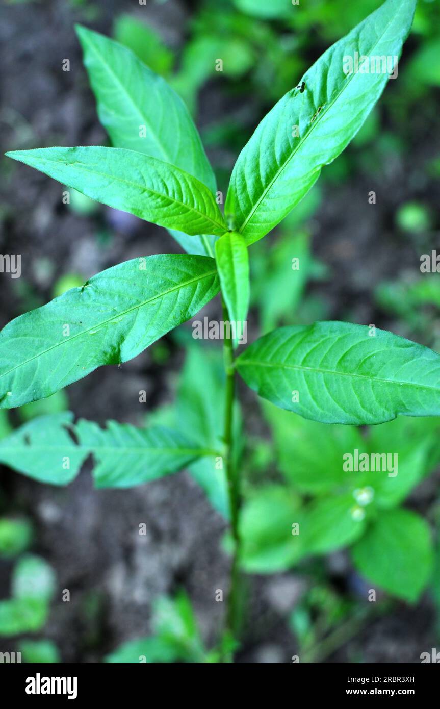 Weed plant agricultural crops hi-res stock photography and images - Alamy
