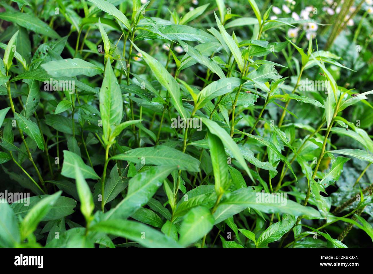 Weed Persicaria lapathifolia grows in a field among agricultural crops ...