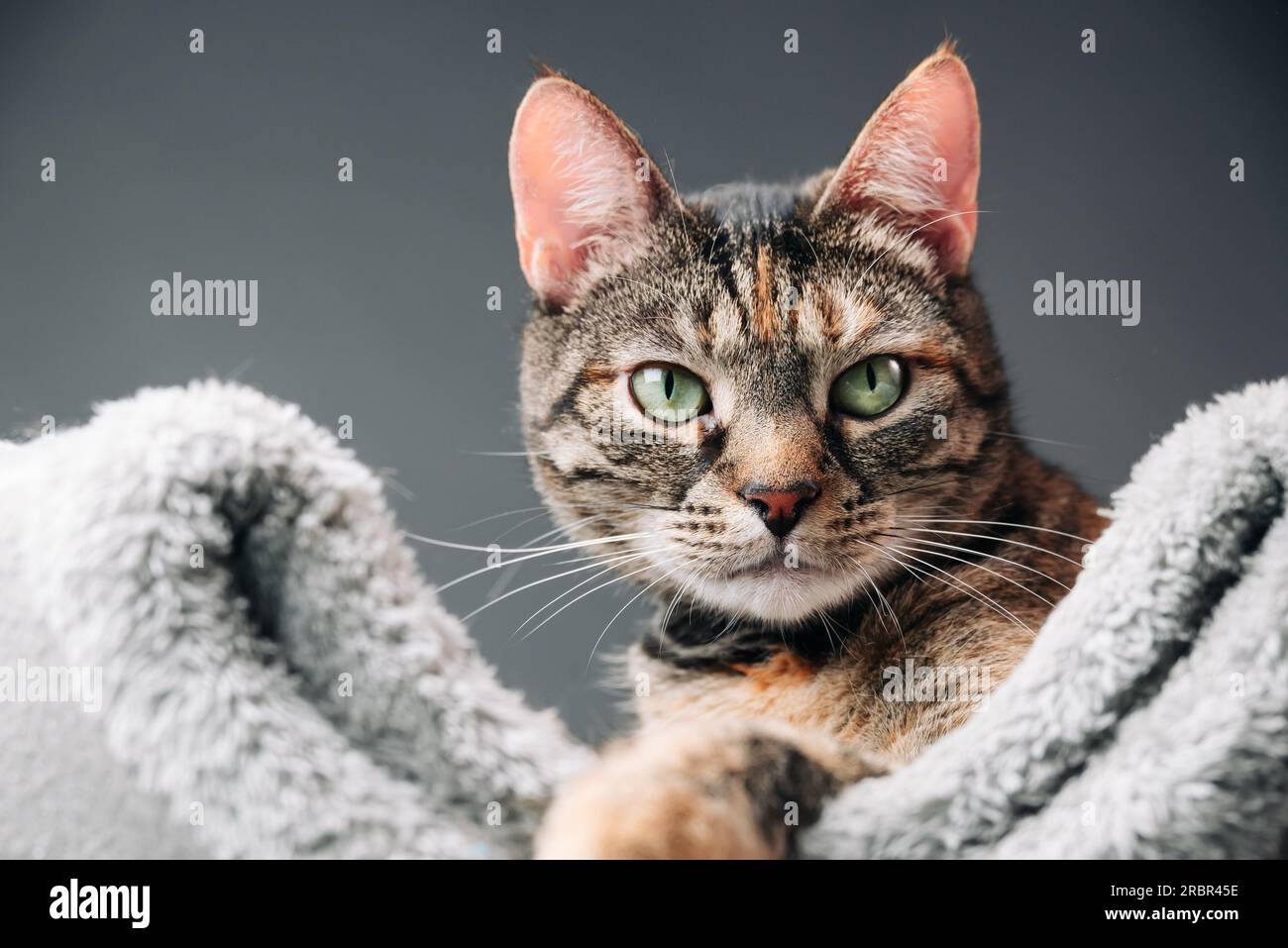 Tabby cat with soft and fluffy fur, giving it a cozy and charming ...