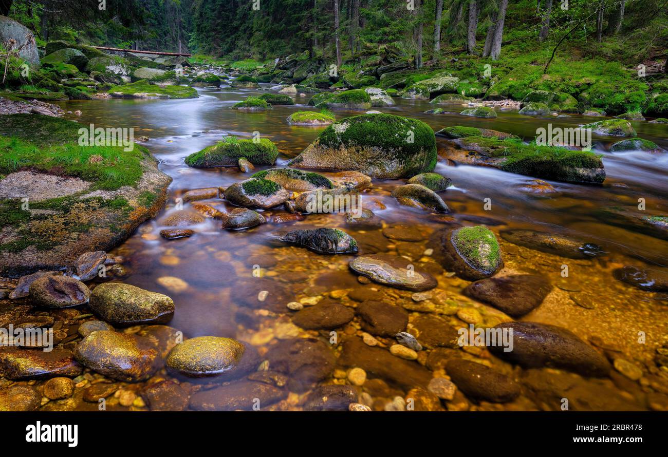In the month of May on the Vydra, Bohemian Forest, Czech Republic ...