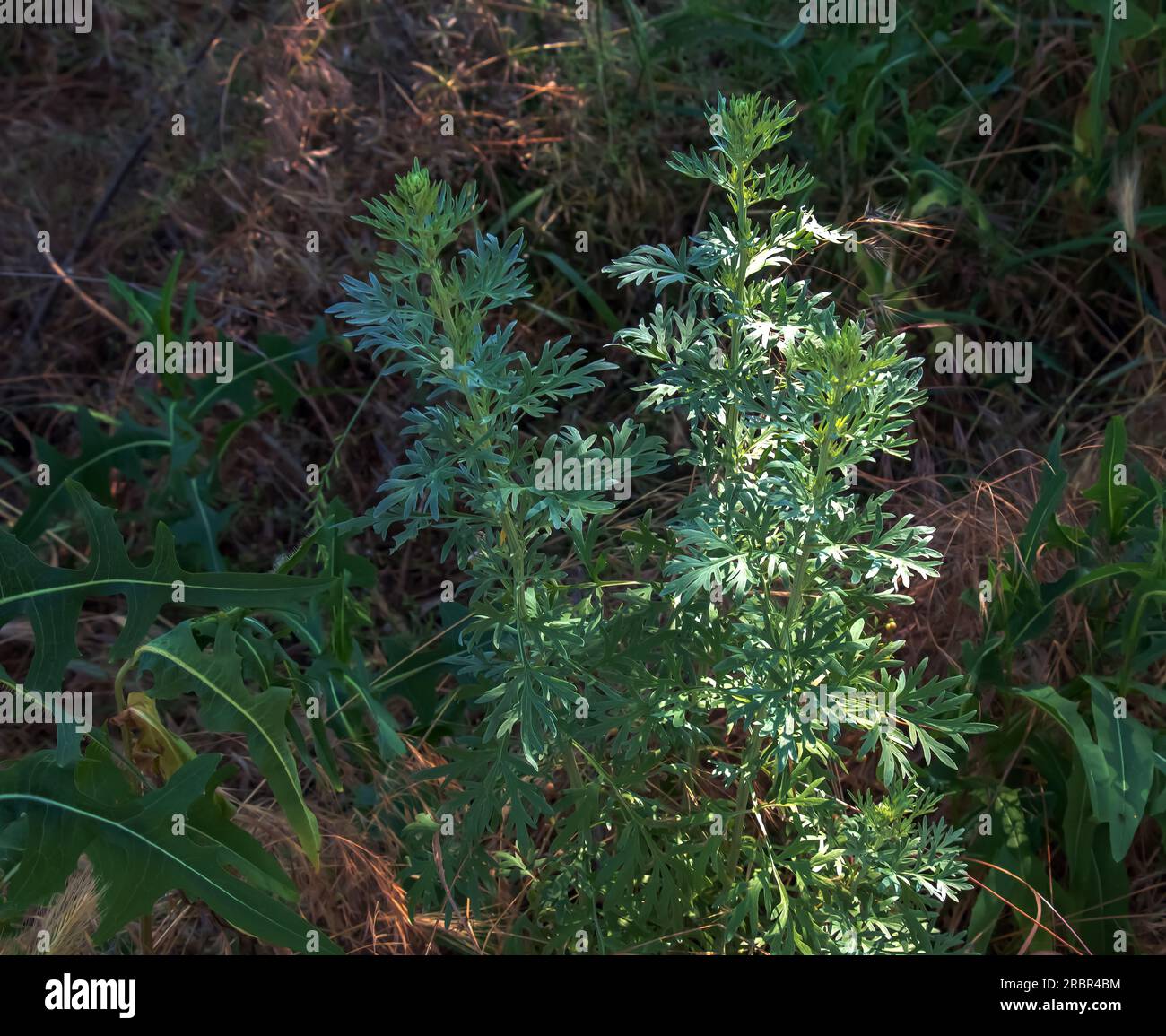 Wormwood or Artemisia absinthium L on a blurred background Stock Photo ...