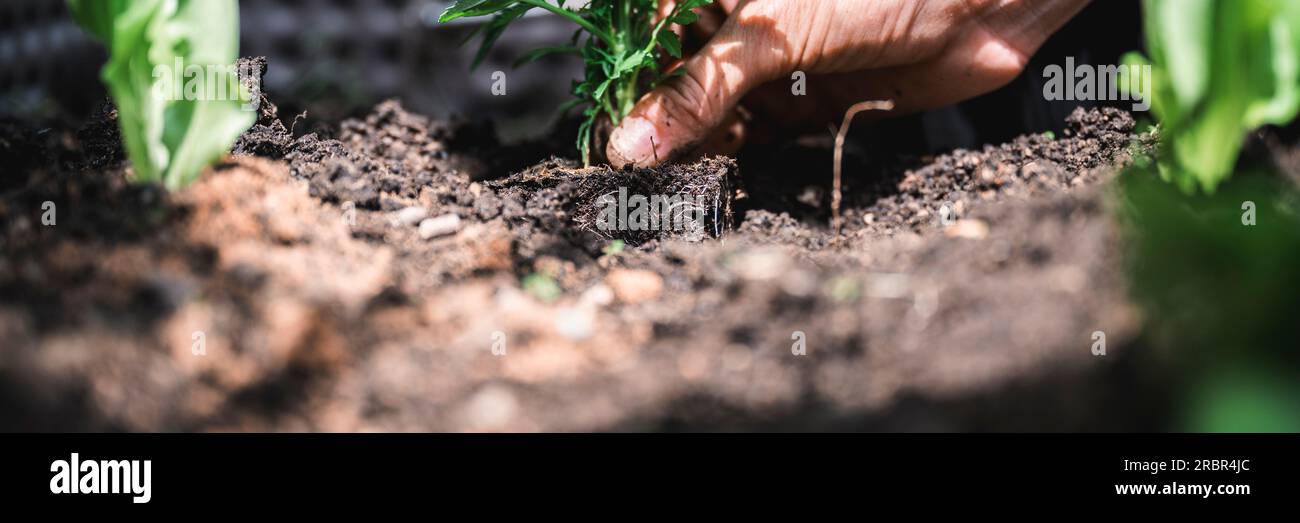 Closeup view of female hand planting a green flower or vegetable ...