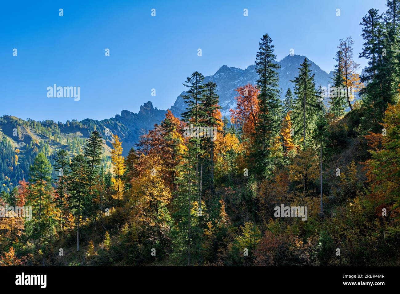 Mountain forest in autumn above the Großer Ahornboden, Eng, Hinterriss ...