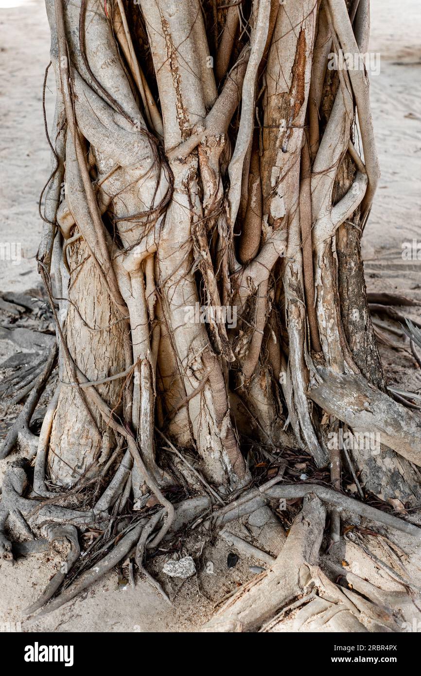 Tropical tree entwined with branched roots. Asia nature Stock Photo - Alamy