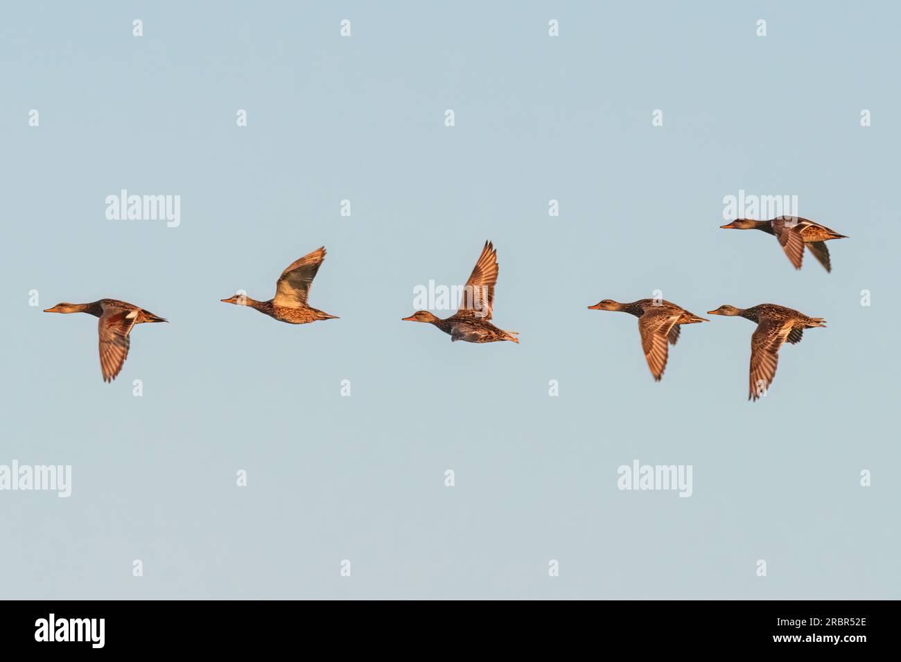 Six tufted ducks flying together Stock Photo - Alamy