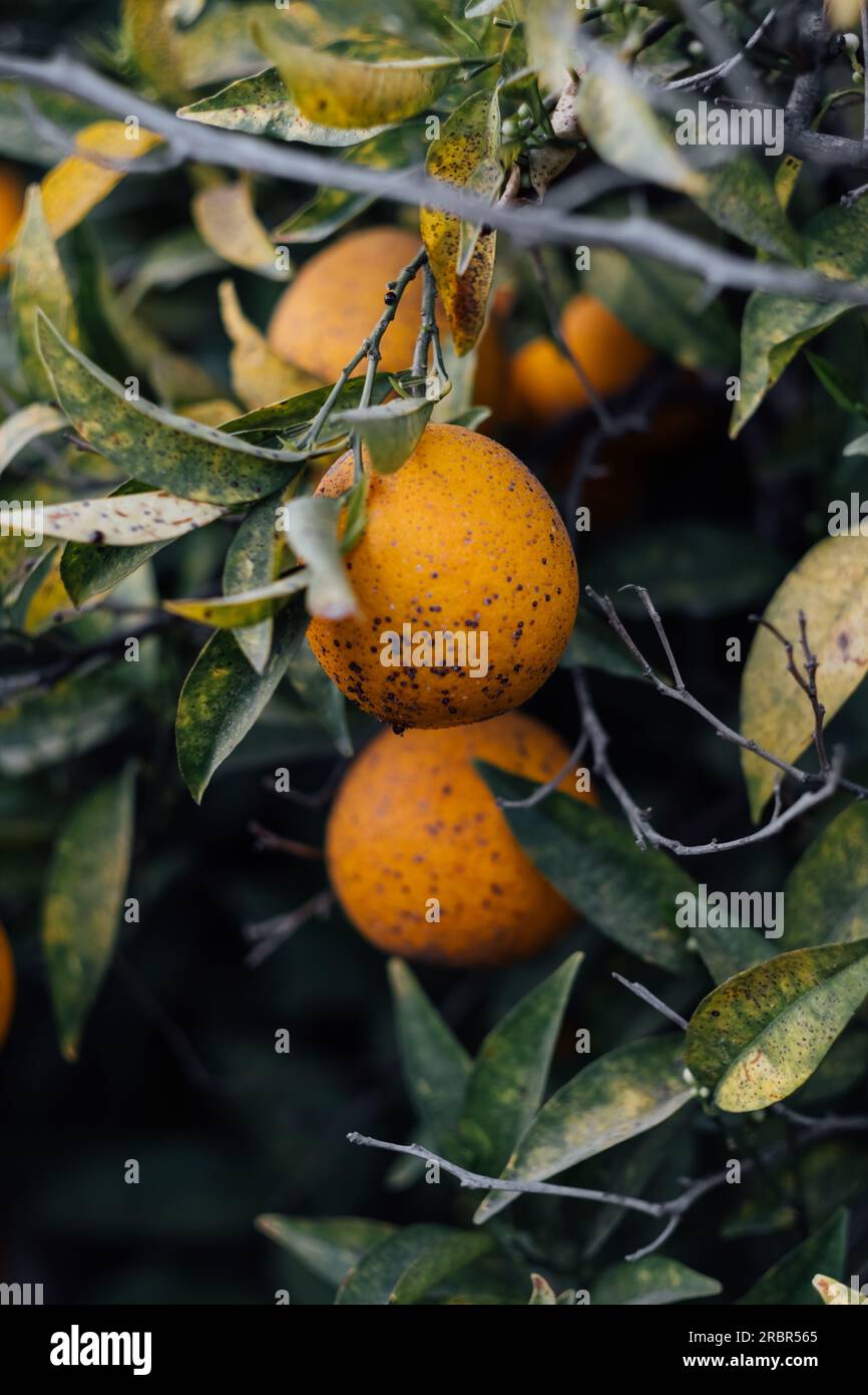 Citrus leaf infection hi-res stock photography and images - Alamy