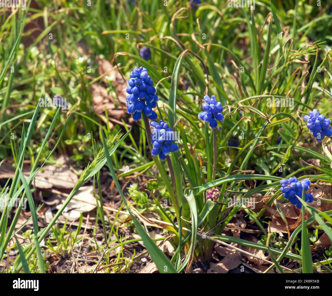 Grape hyacinth or Muscari neglectum is a perennial bulbous plant ...
