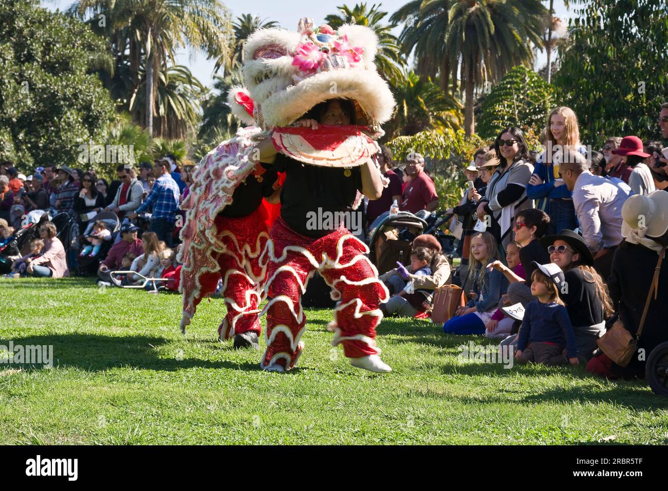 Traditional lion dance performed during lunar New Year during early ...