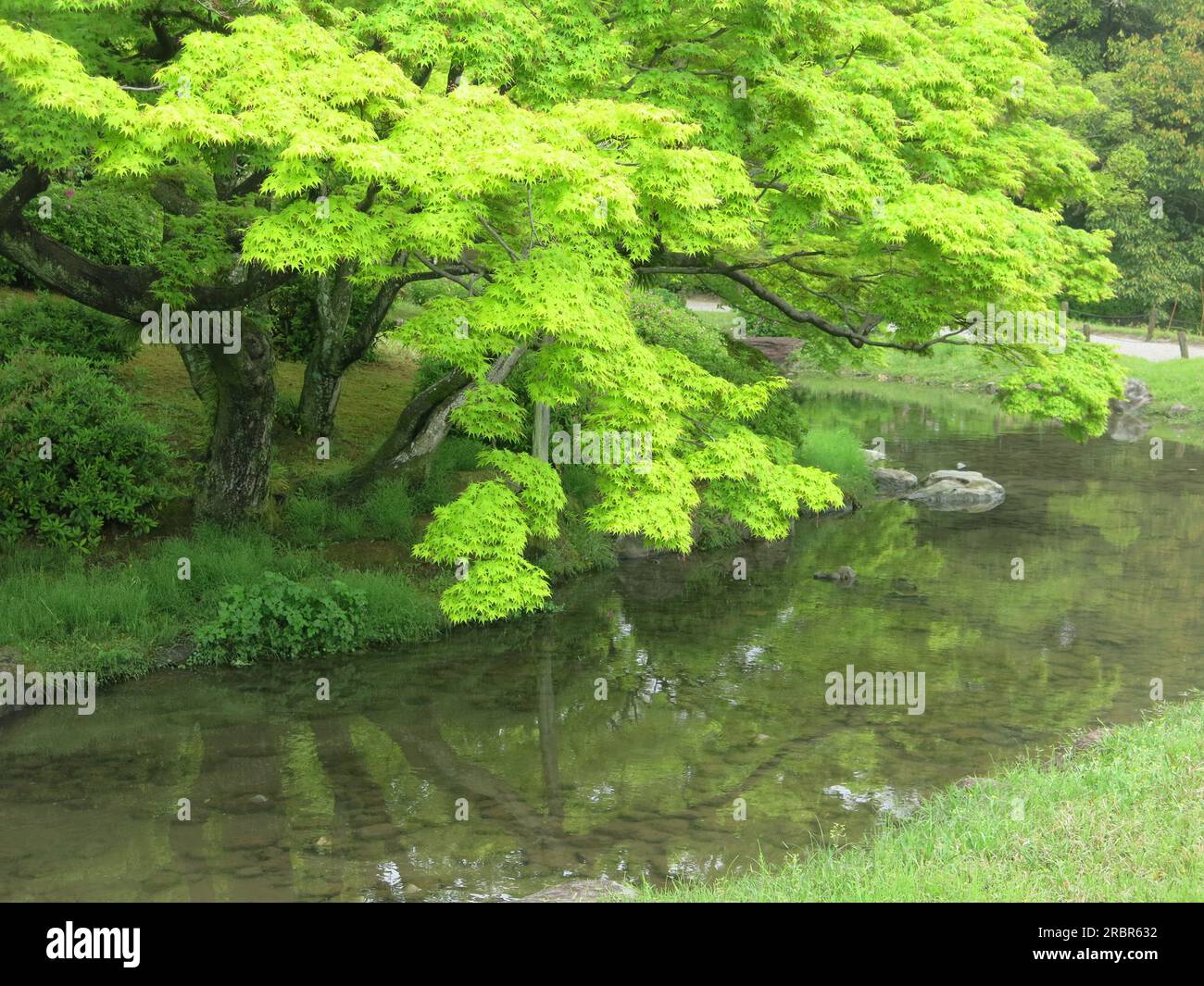 A vivid green maple tree (acer) with its branches hanging down over the ...