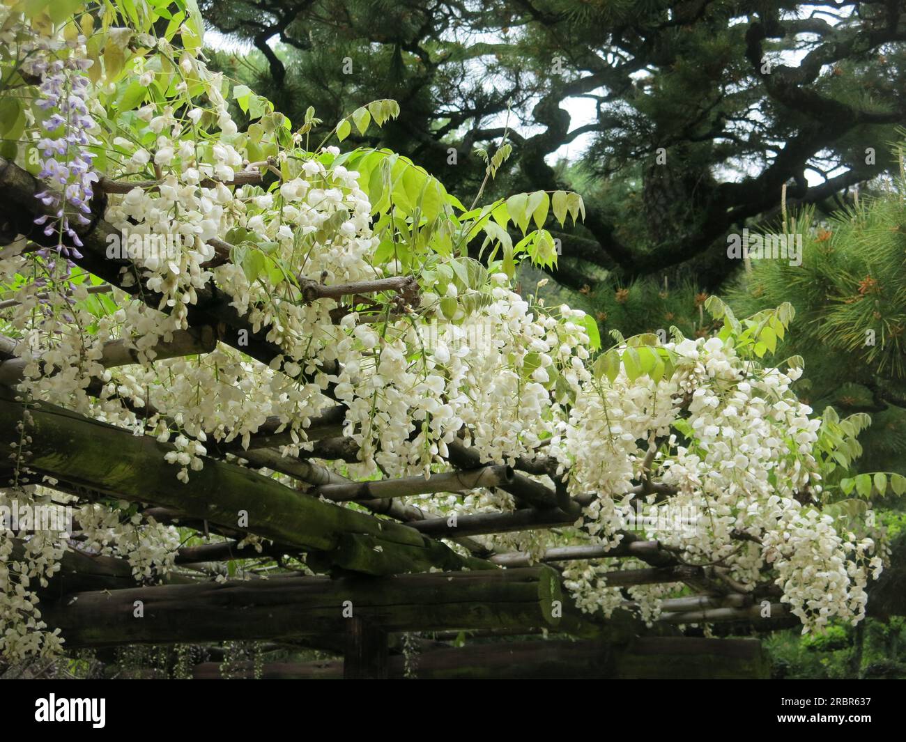 Seasonal splendour in late spring at Ritsurin Garden, Japan: a white ...