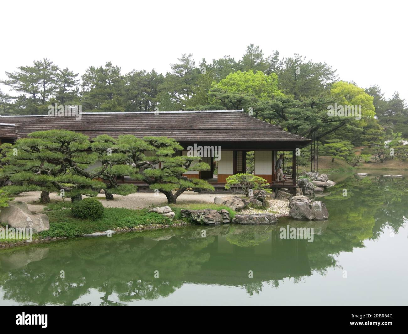 Typical elements of a Japanese garden with cloud-pruning of the ...
